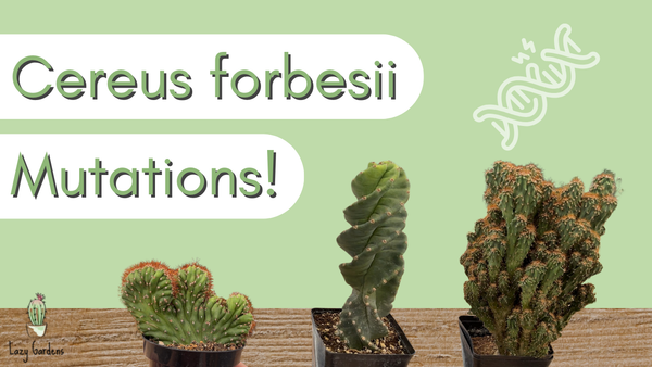 The Many Forms of Cereus forbesii – Lazy Gardens