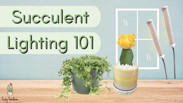 Succulent Lighting 101: What’s the Best Lighting for Succulents? – Lazy ...