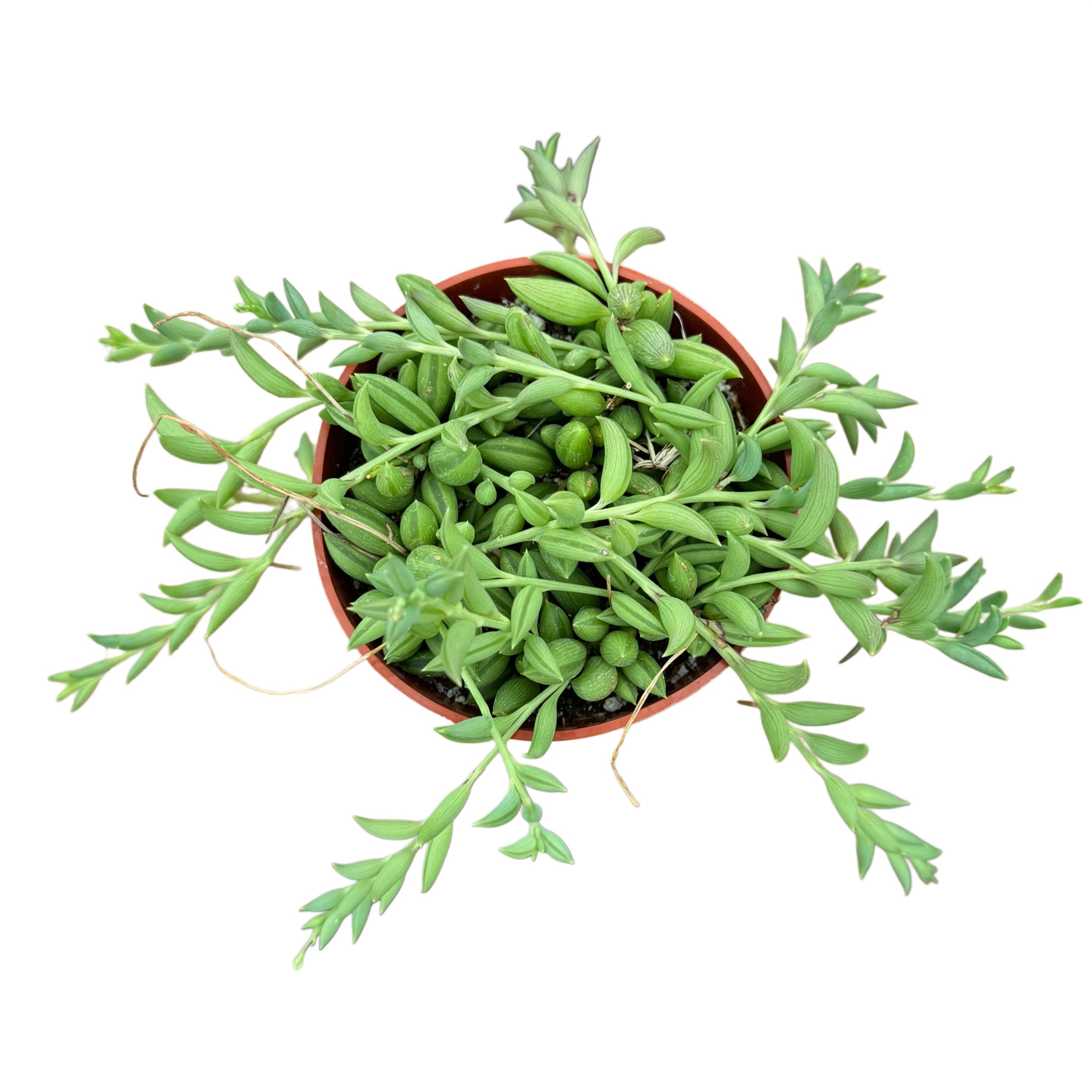 Senecio Radicans Glauca | String of Bananas – Lazy Gardens