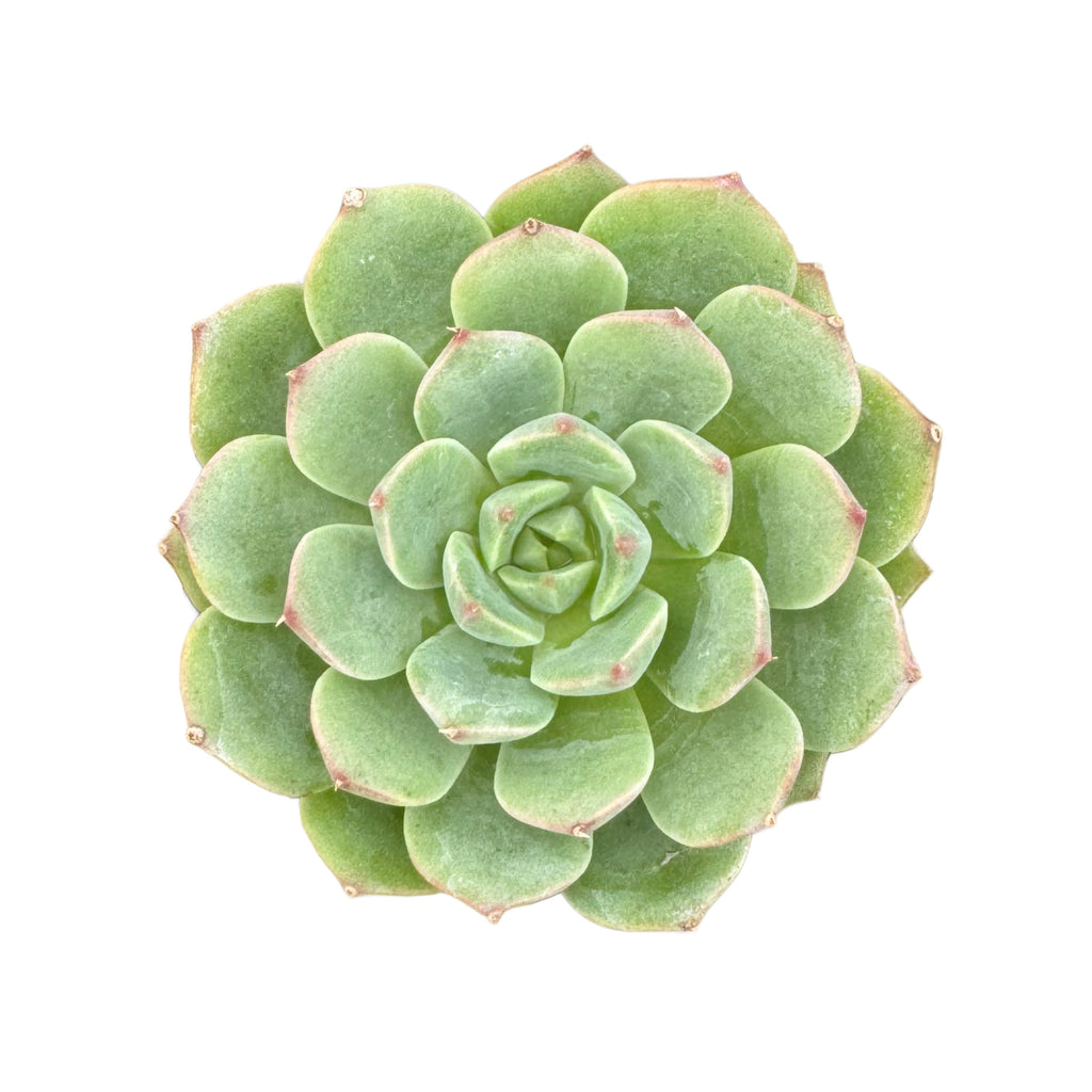 Echeveria Elfstone – Lazy Gardens