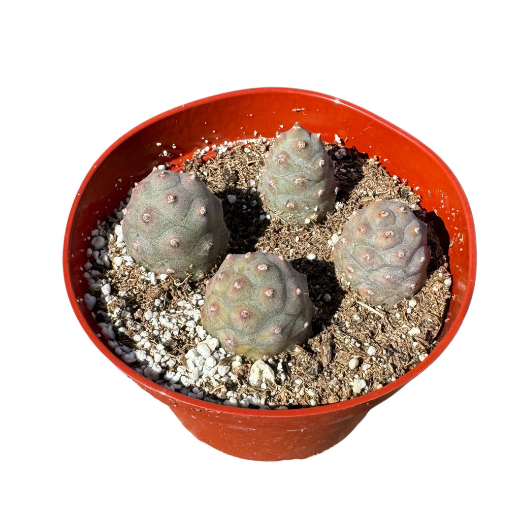 Tephrocactus Articulatus | Pine Cone Cactus – Lazy Gardens