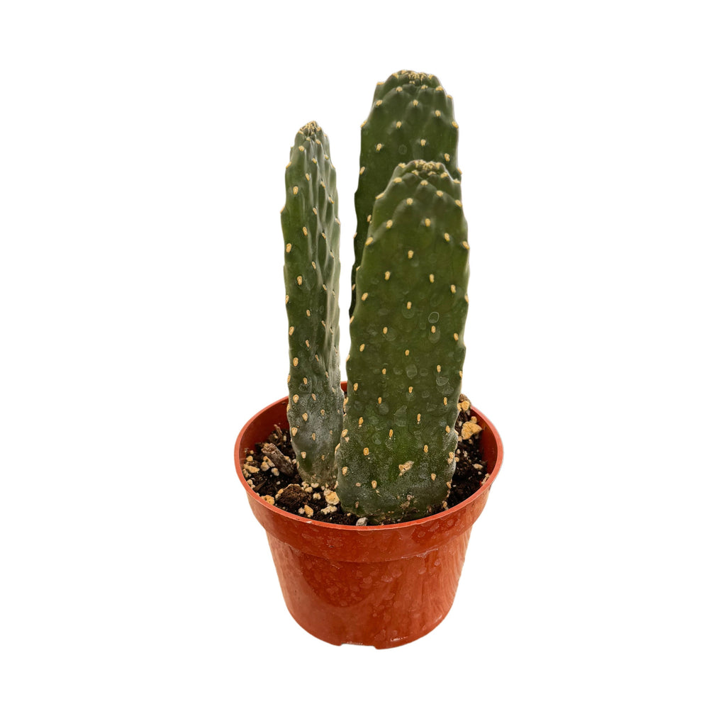 Opuntia Consolea | Road Kill Cactus – Lazy Gardens