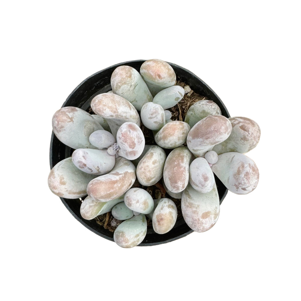 Sedum craigii – Lazy Gardens