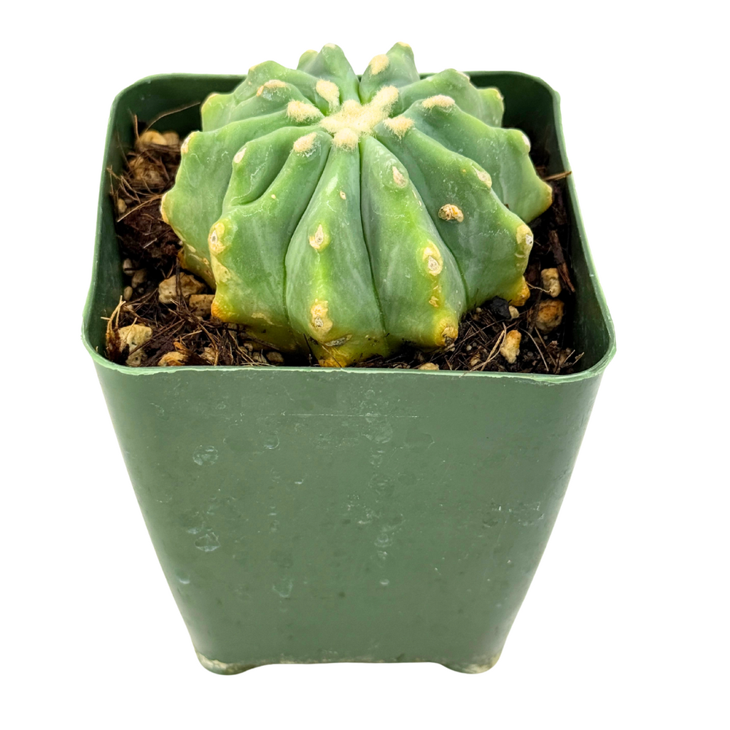 Ferocactus glaucescens inermis | Spineless Blue Barrel Cactus – Lazy ...
