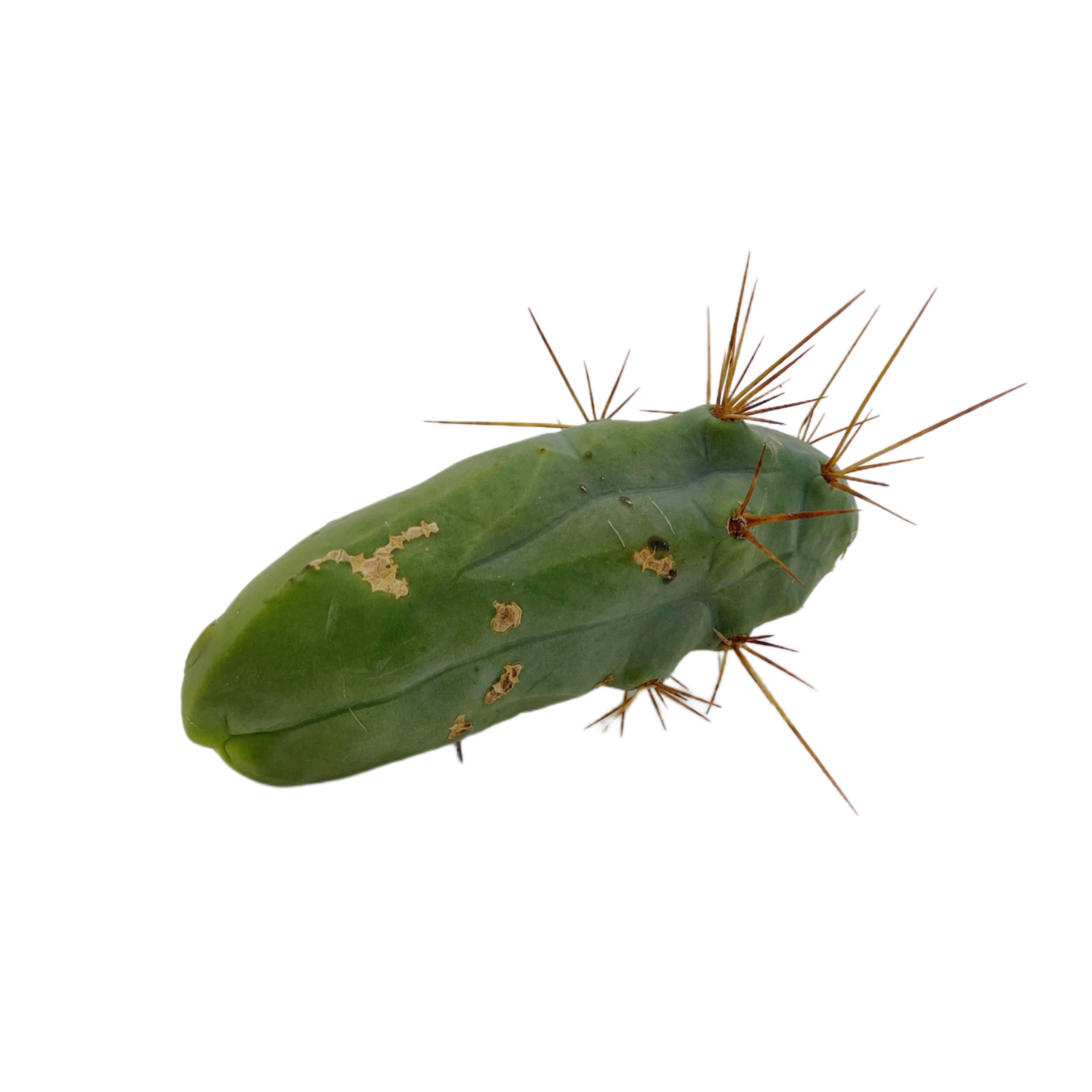 Trichocereus bridgesii monstrose | Penis Cactus | Long Form – Lazy Gardens