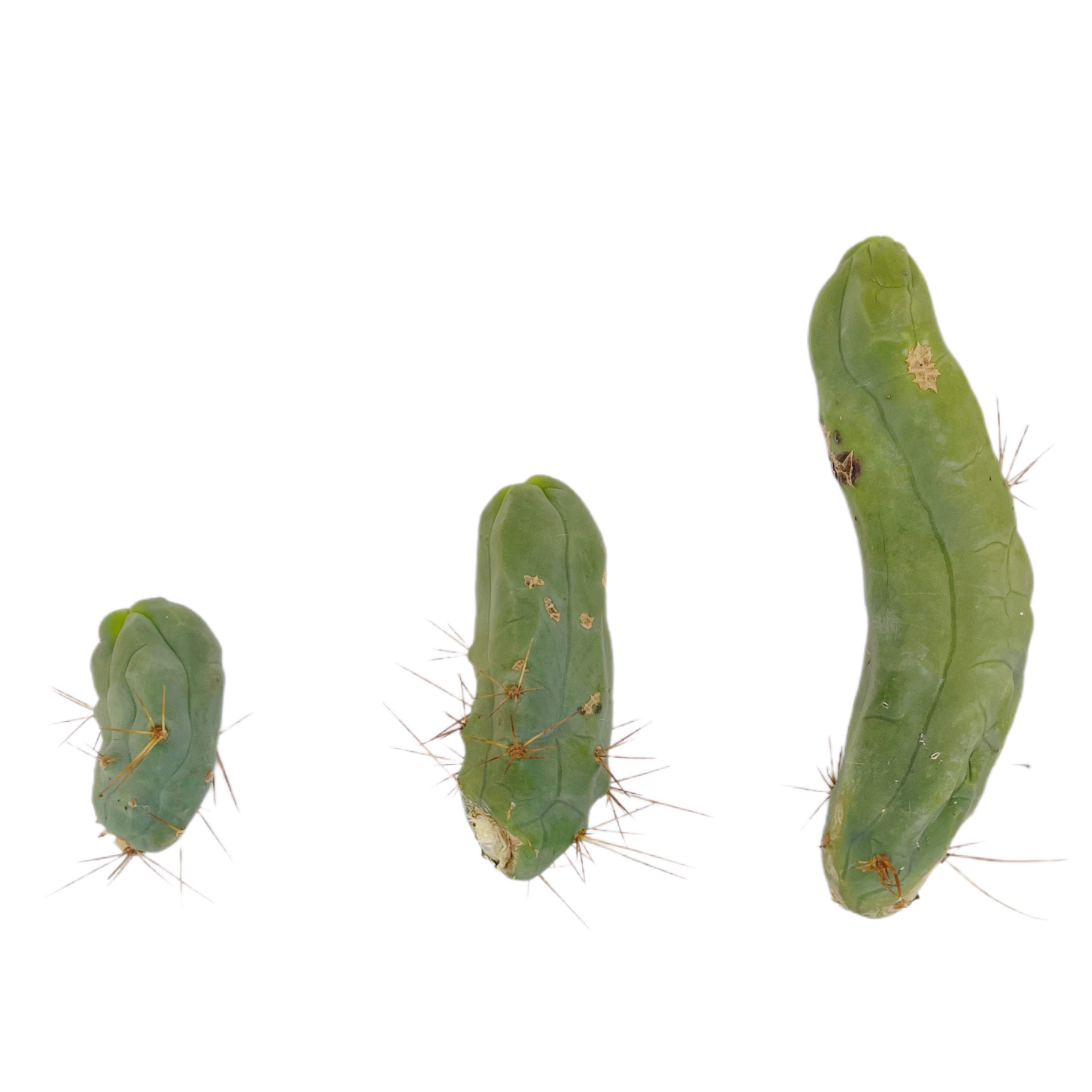 Trichocereus bridgesii monstrose | Penis Cactus | Long Form – Lazy Gardens