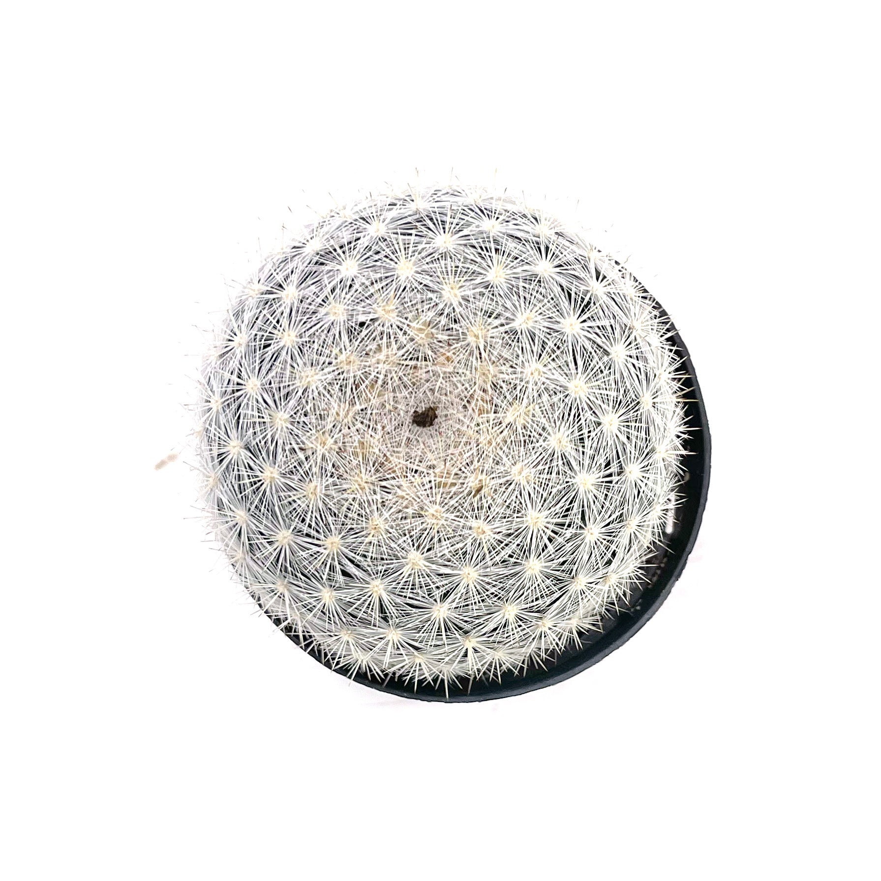 Mammillaria candida | Snowball Cactus – Lazy Gardens