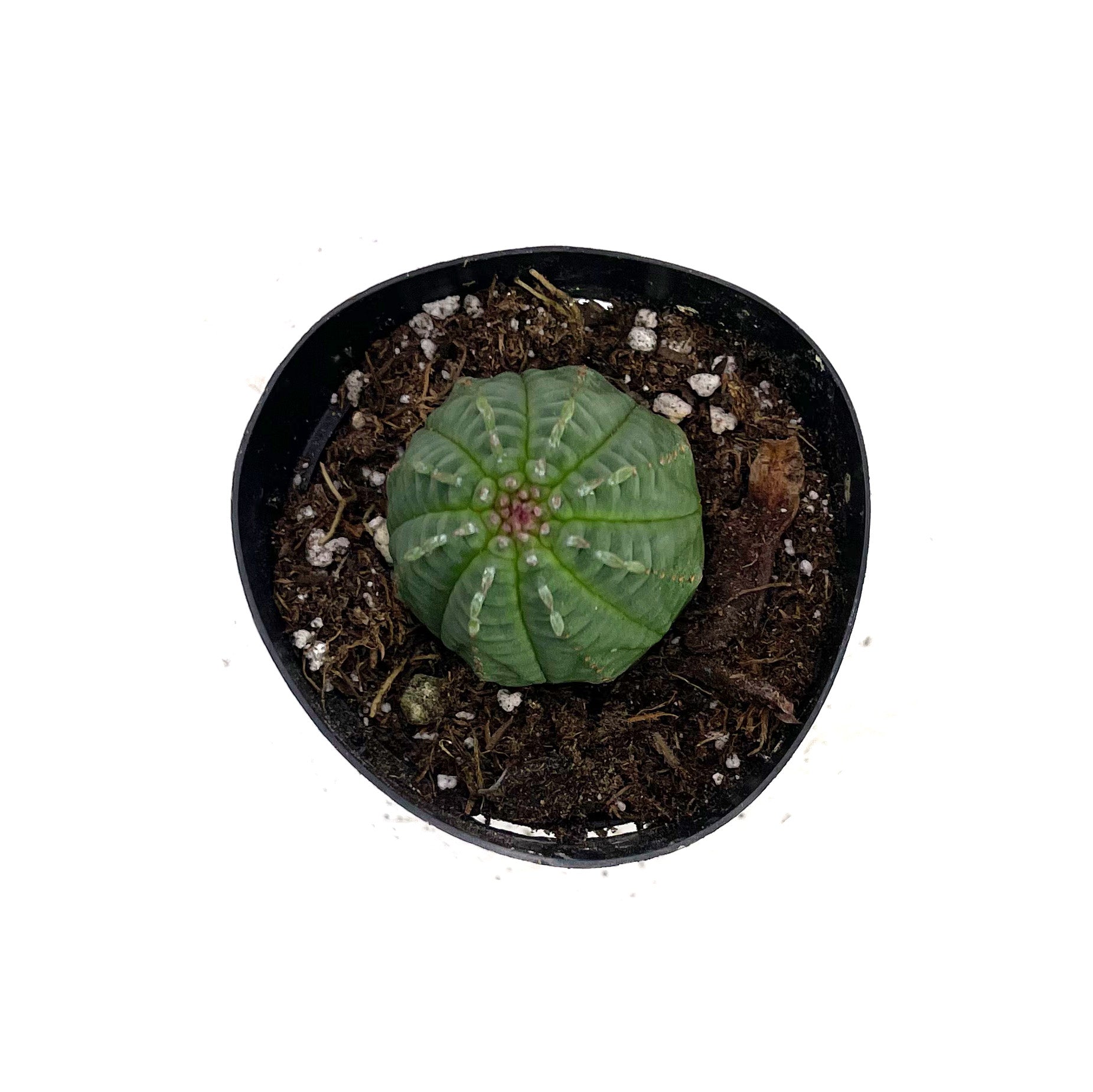 Basketball Plant | Euphorbia Obesa Hybrid – Lazy Gardens