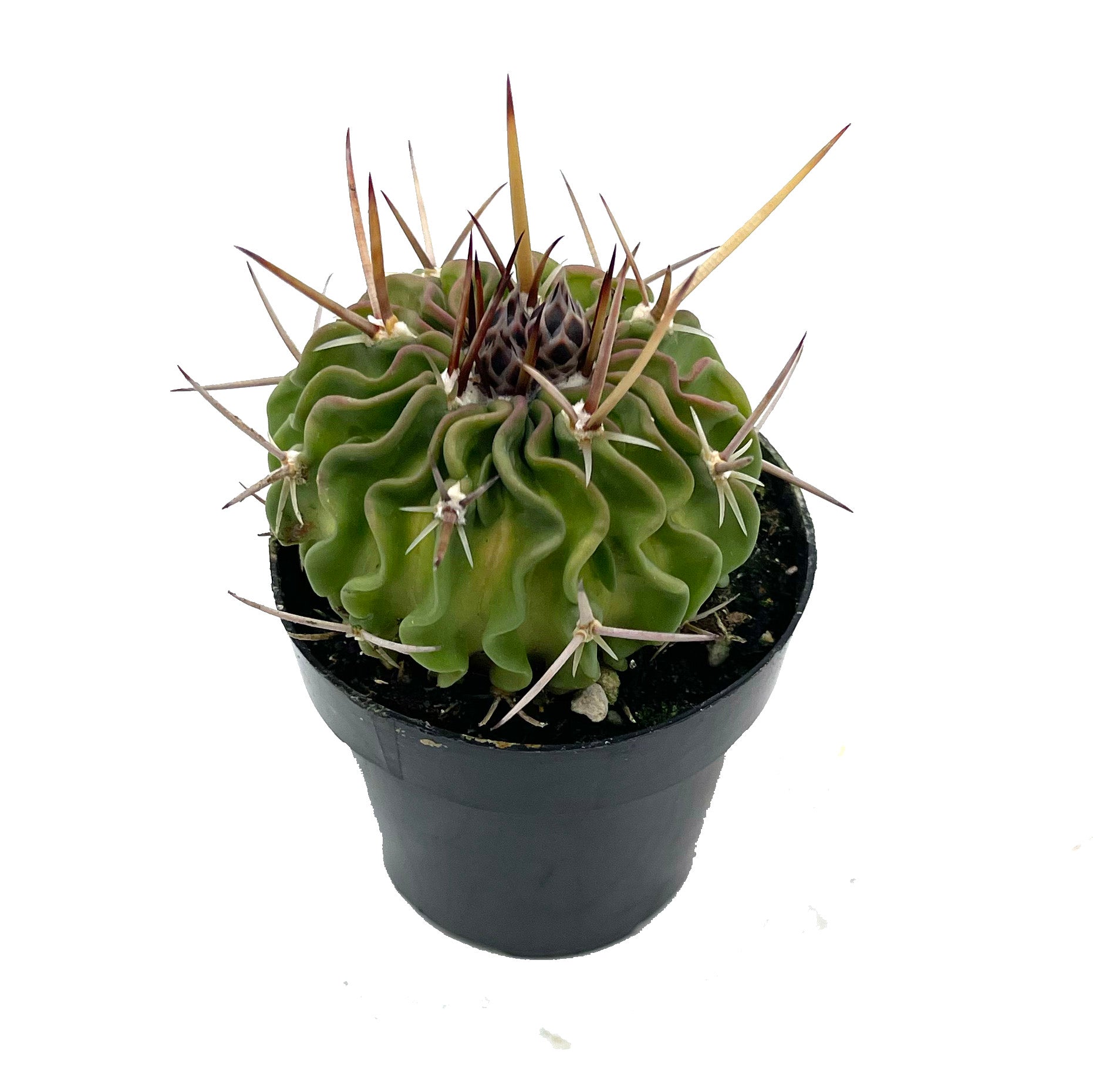 Stenocactus crispatus | Brain Cactus – Lazy Gardens