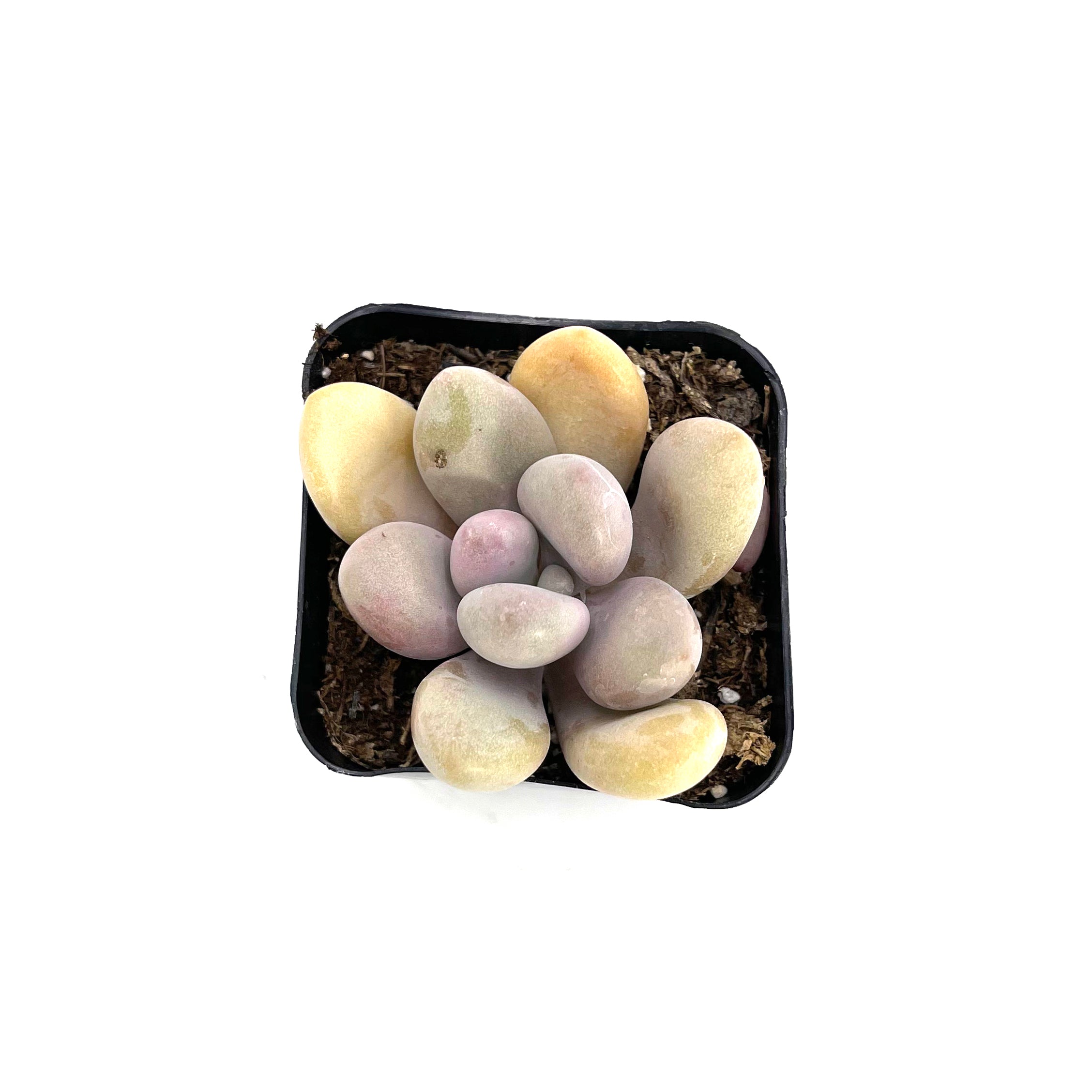 Pachyphytum Oviferum | Pink Moonstones – Lazy Gardens