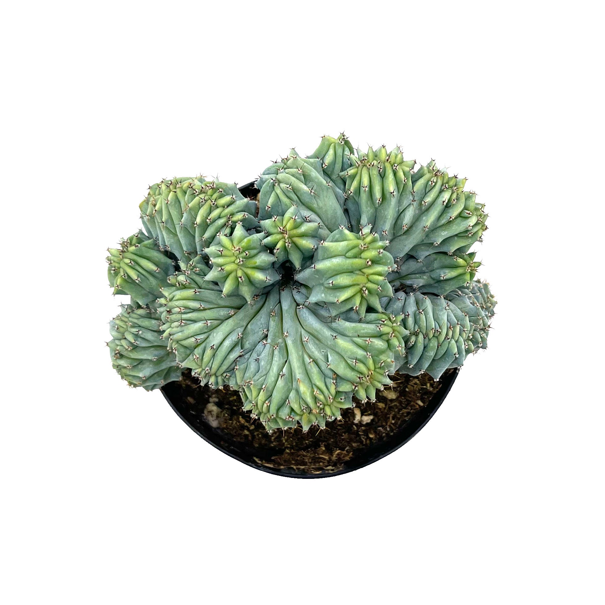 Blue Candle Crest Cactus | Myrtillocactus Geometrizans Cristata – Lazy ...