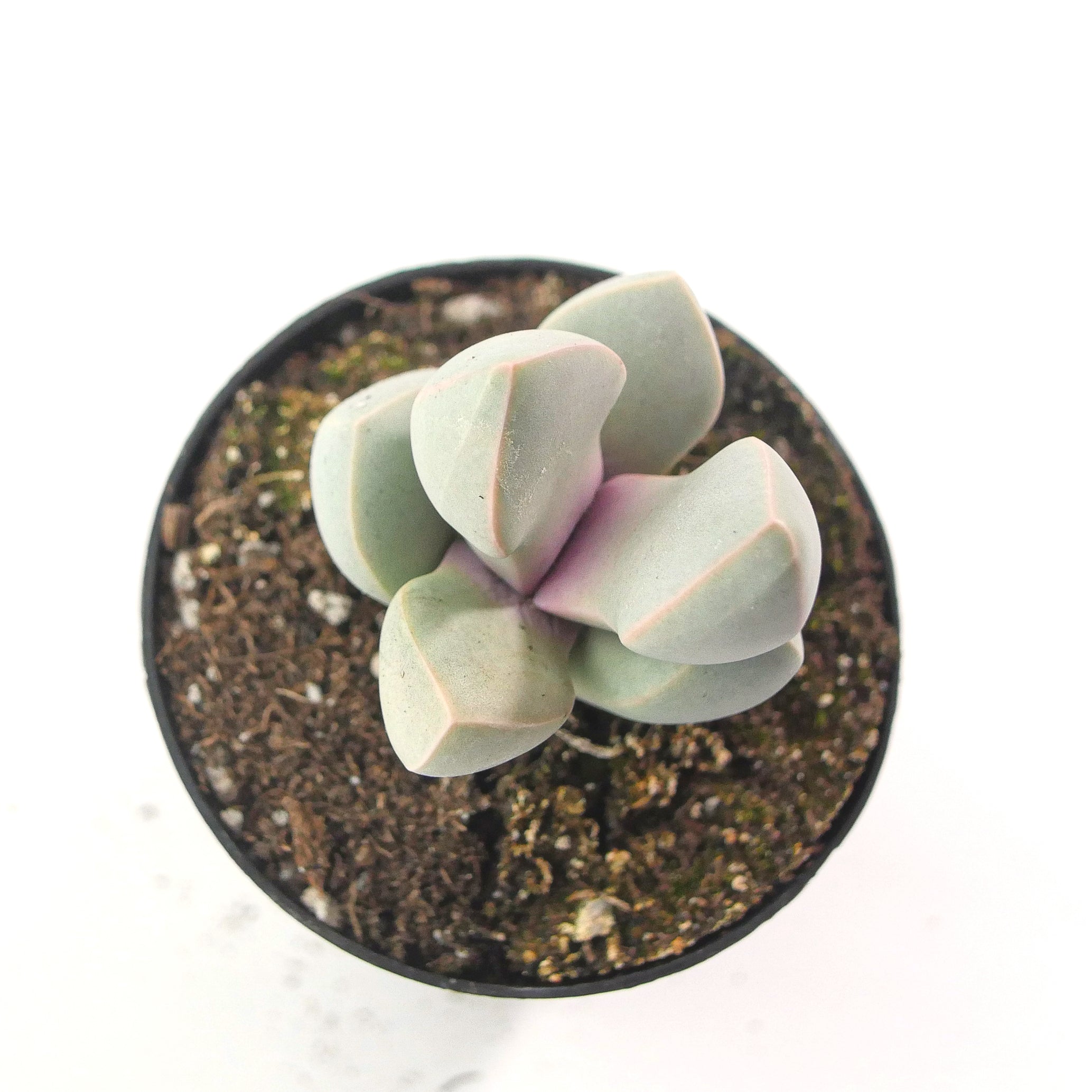 Karoo Rose | Lapidaria Margaretae – Lazy Gardens