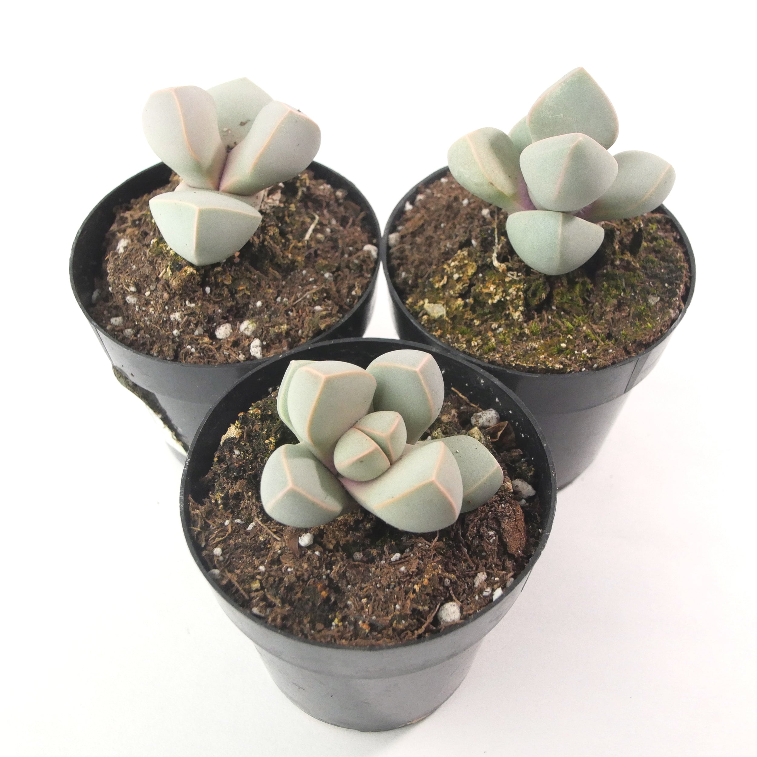 Karoo Rose | Lapidaria Margaretae – Lazy Gardens