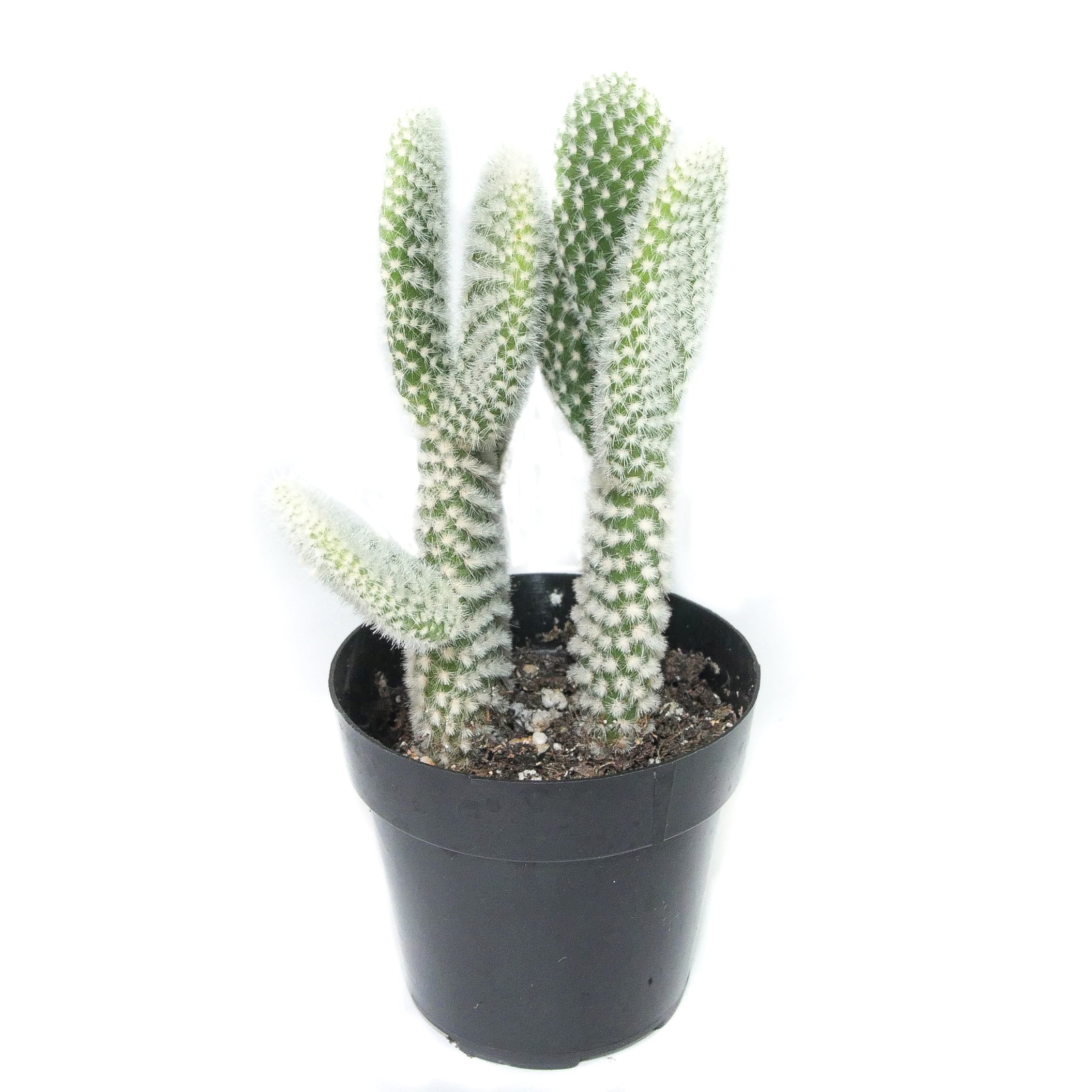 Opuntia Microdasys Albata | Angel Wings Cactus – Lazy Gardens