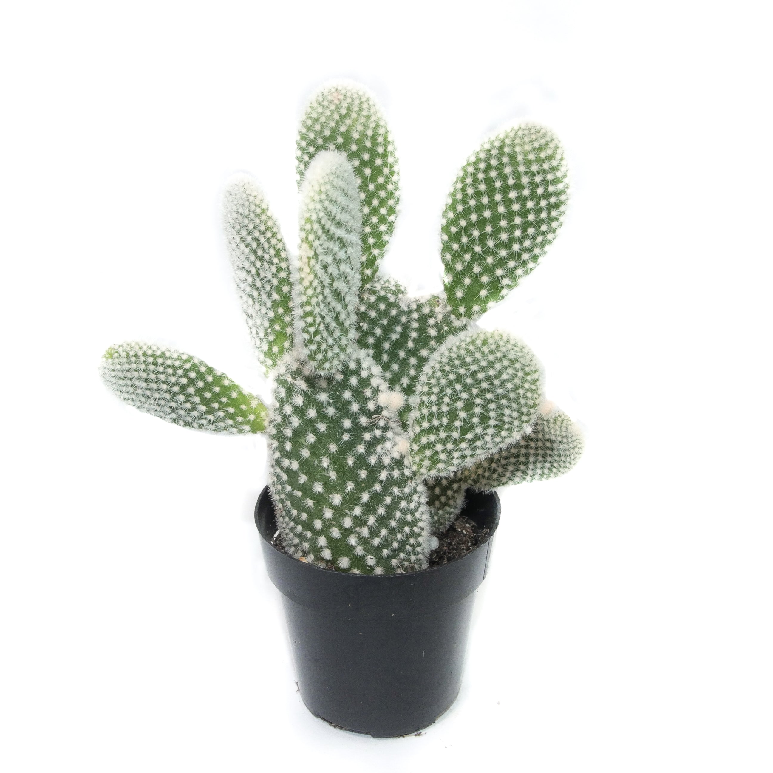 Opuntia Microdasys Albata | Angel Wings Cactus – Lazy Gardens