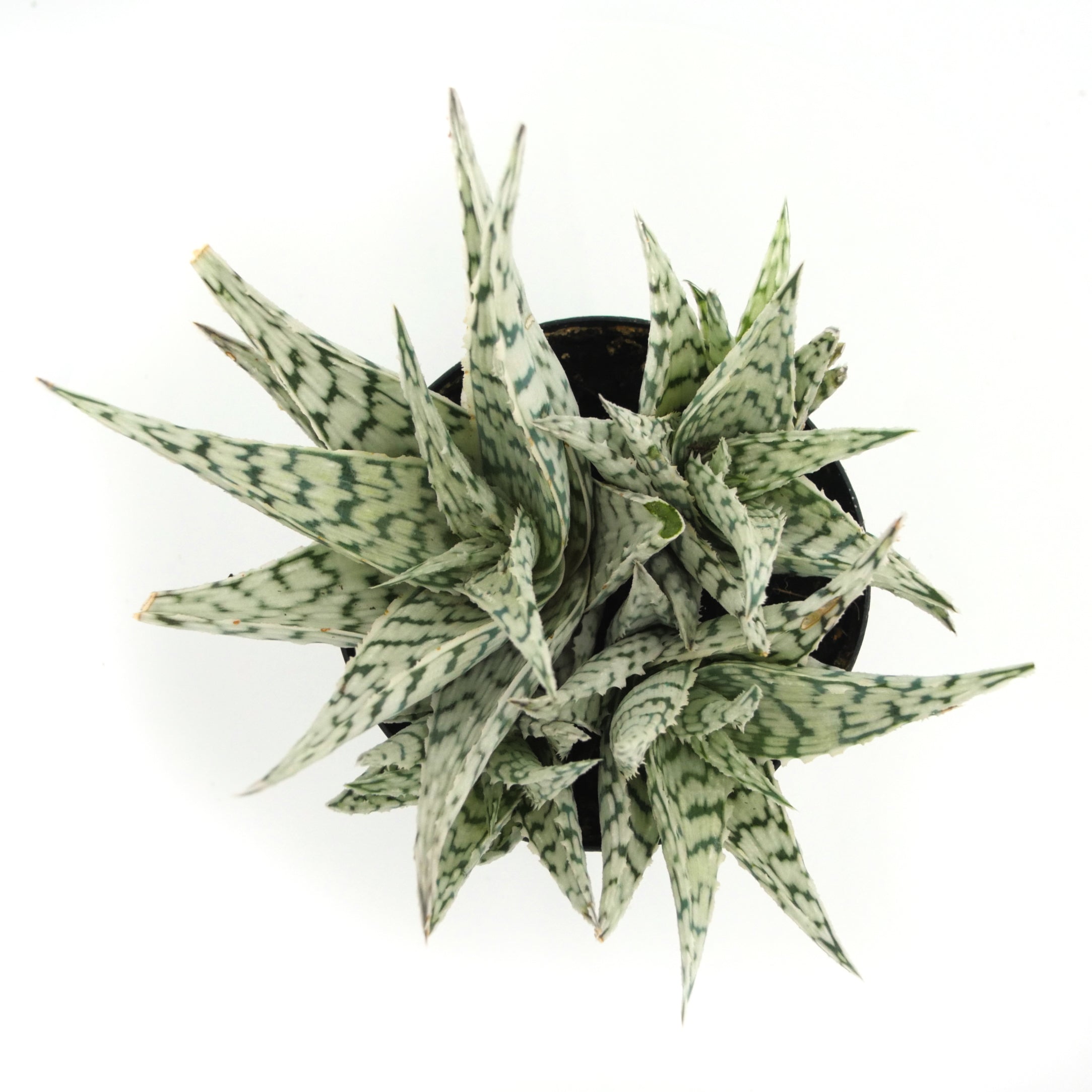 Aloe Blizzard | Aloe Hybrid – Lazy Gardens