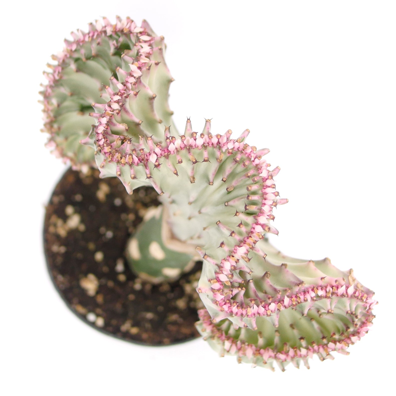 Euphorbia Lactea Cristata | Coral Cactus – Lazy Gardens