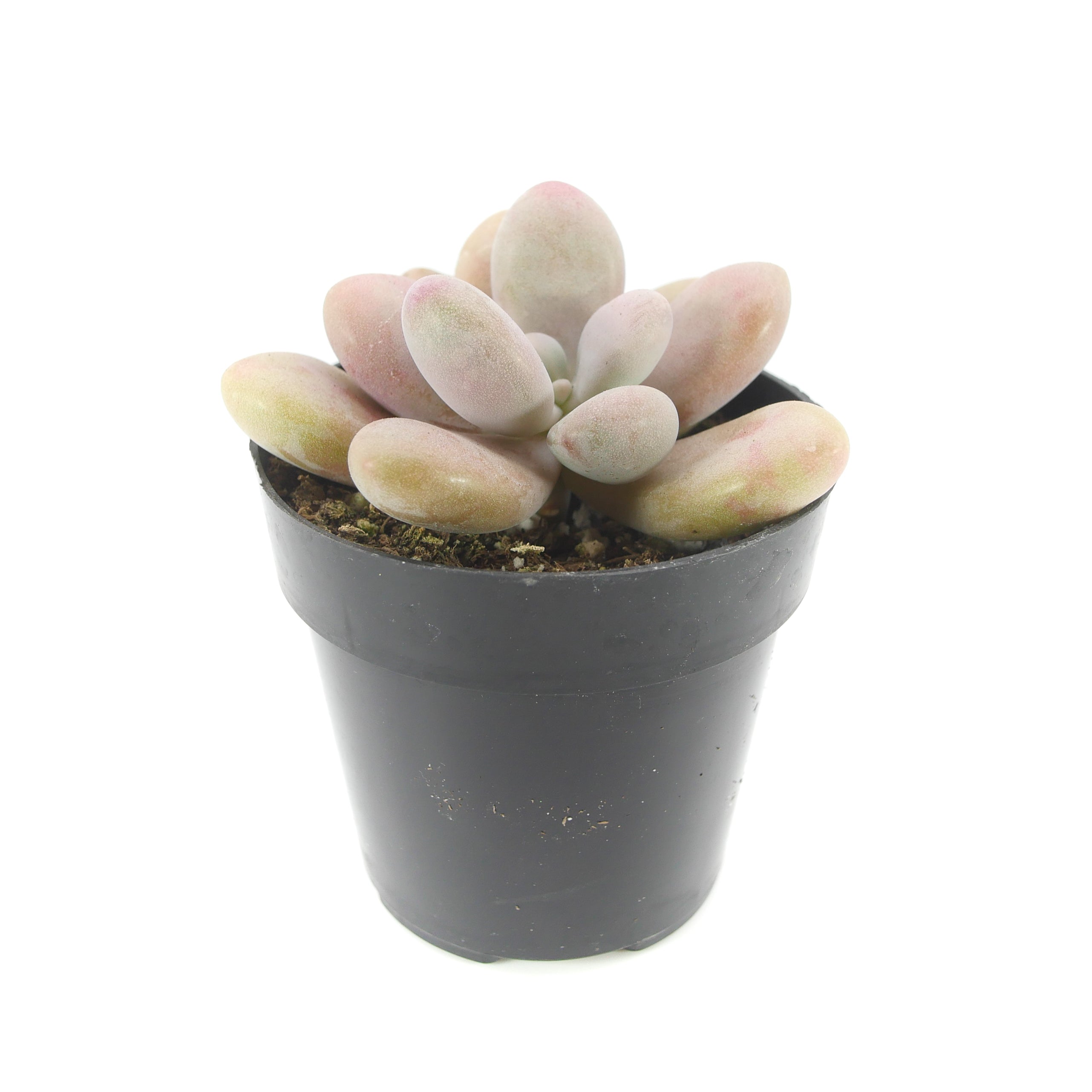 Pachyphytum Oviferum | Pink Moonstones – Lazy Gardens