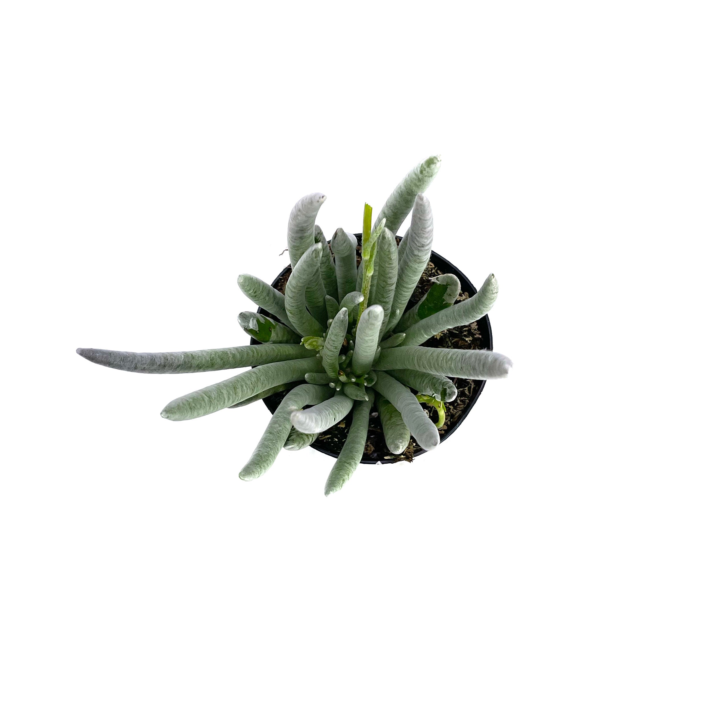 Senecio scaposus | Silver Coral – Lazy Gardens