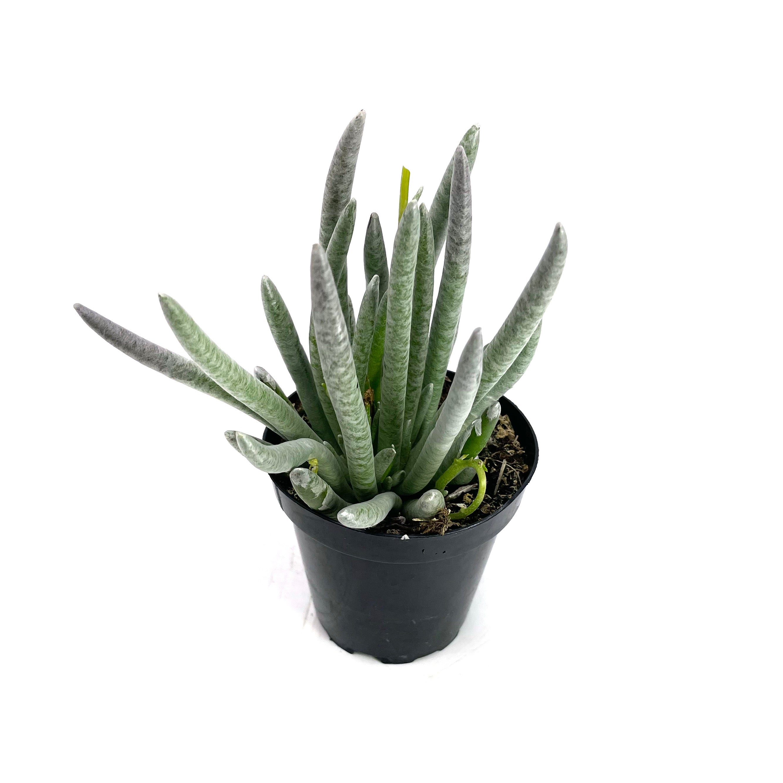 Senecio scaposus | Silver Coral – Lazy Gardens