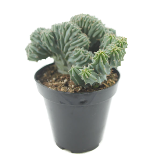 Blue Candle Crest Cactus | Myrtillocactus Geometrizans Cristata – Lazy ...